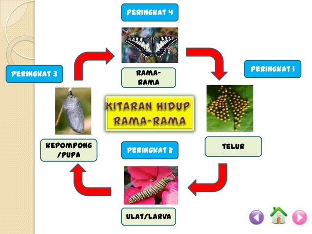Kitaran hidup rama rama .slideshow | PPSX