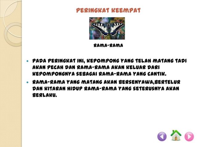 Kitaran hidup rama rama .slideshow | PPSX