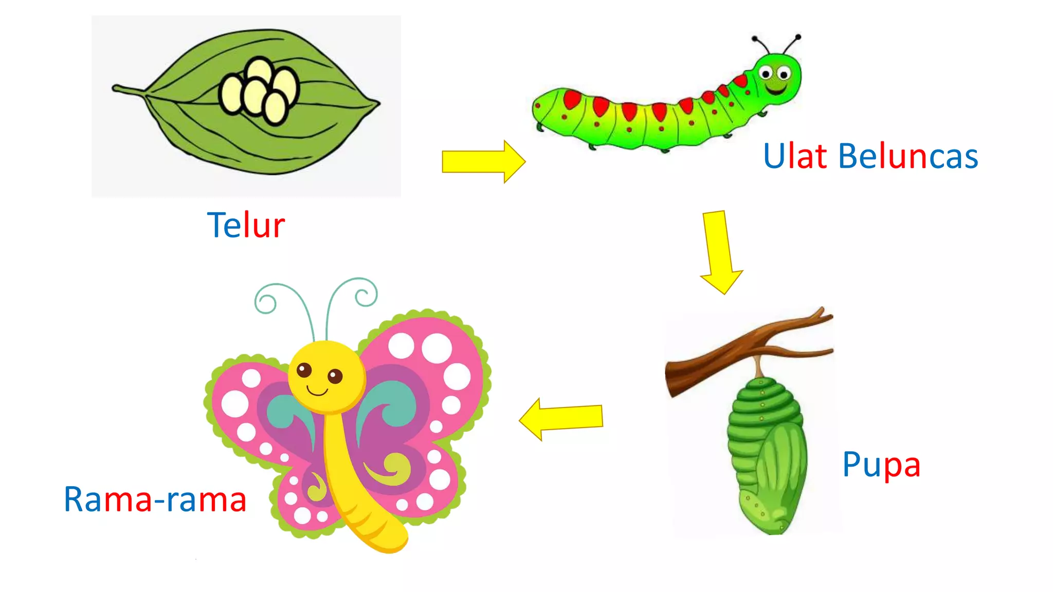 Kitaran Hidup Rama-Rama | PPTX