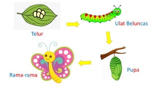 Kitaran Hidup Rama-Rama | PPTX