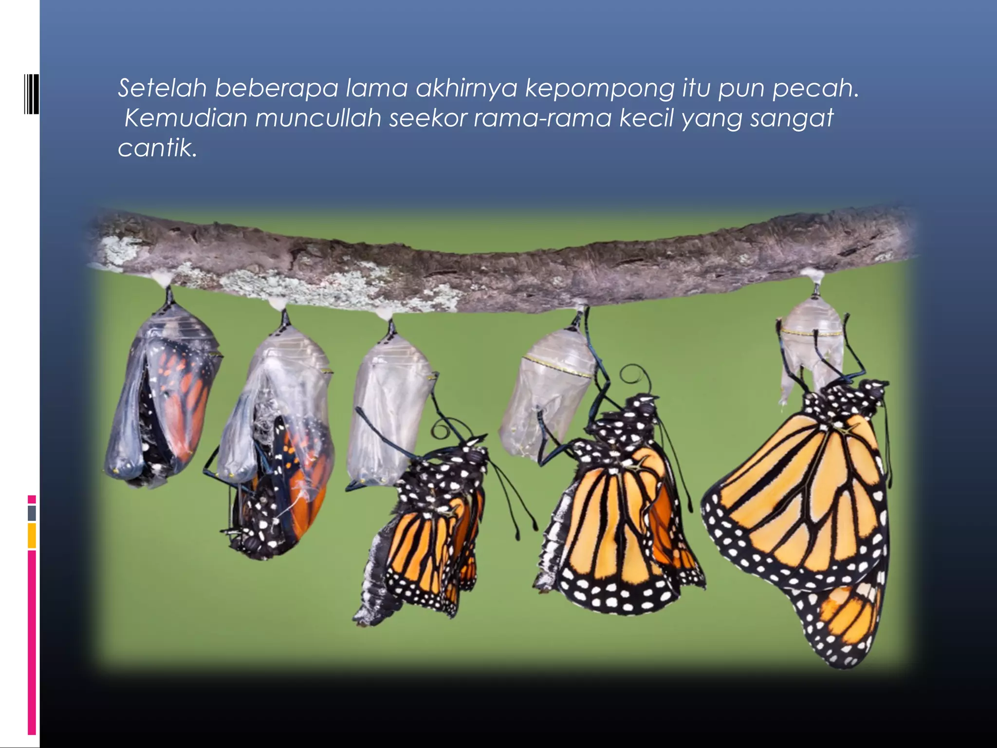 Kitar hidup rama rama | PPT