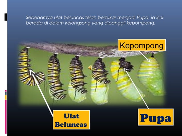 Kitar hidup rama rama | PPT