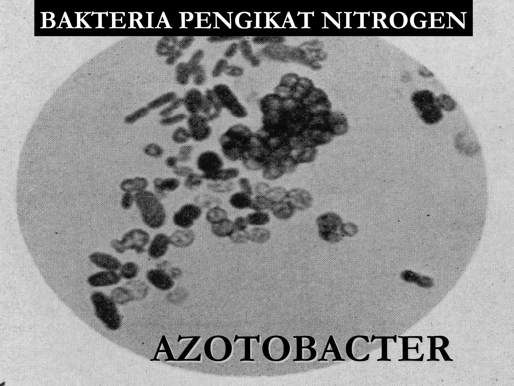 FORM 5 BAB 2 : KITAR NITROGEN | PPT