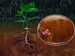 FORM 5 BAB 2 : KITAR NITROGEN | PPT