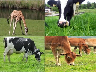 FORM 5 BAB 2 : KITAR NITROGEN | PPT