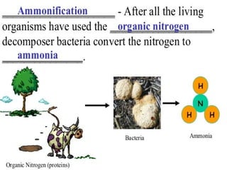 FORM 5 BAB 2 : KITAR NITROGEN | PPT
