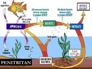 FORM 5 BAB 2 : KITAR NITROGEN | PPT