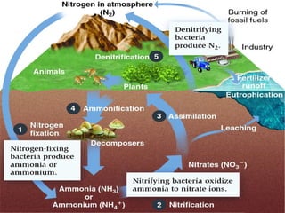 FORM 5 BAB 2 : KITAR NITROGEN | PPT