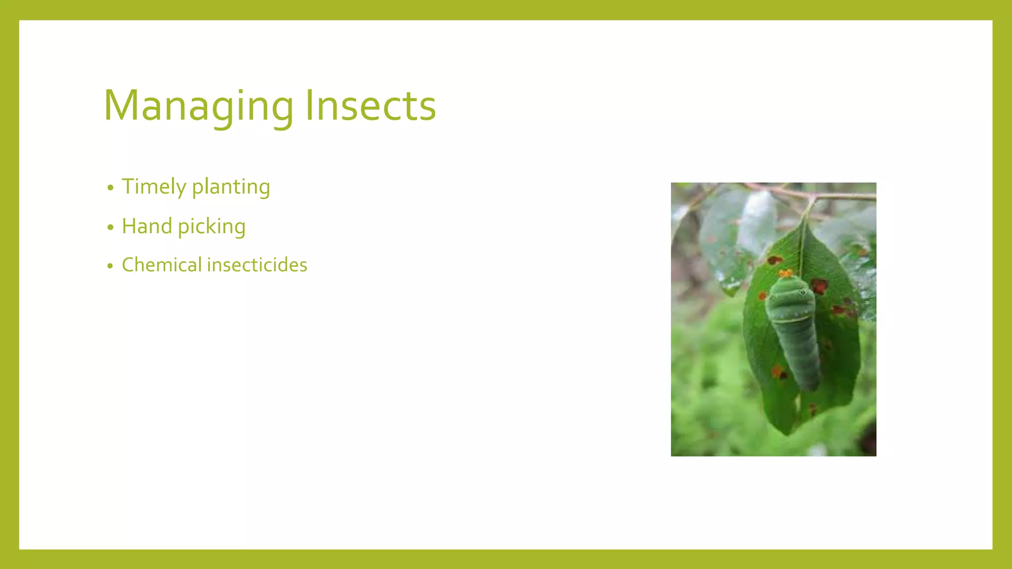 Kitchen Garden | PPTX