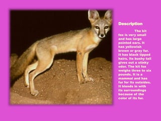 Kit Fox | PPTX