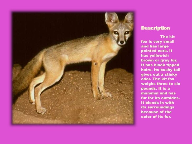 Kit Fox Kit Fox