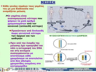 kittariki_diairesi.ppt