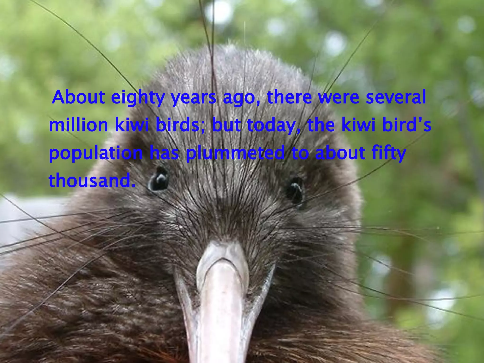 Kiwi Story | PPT
