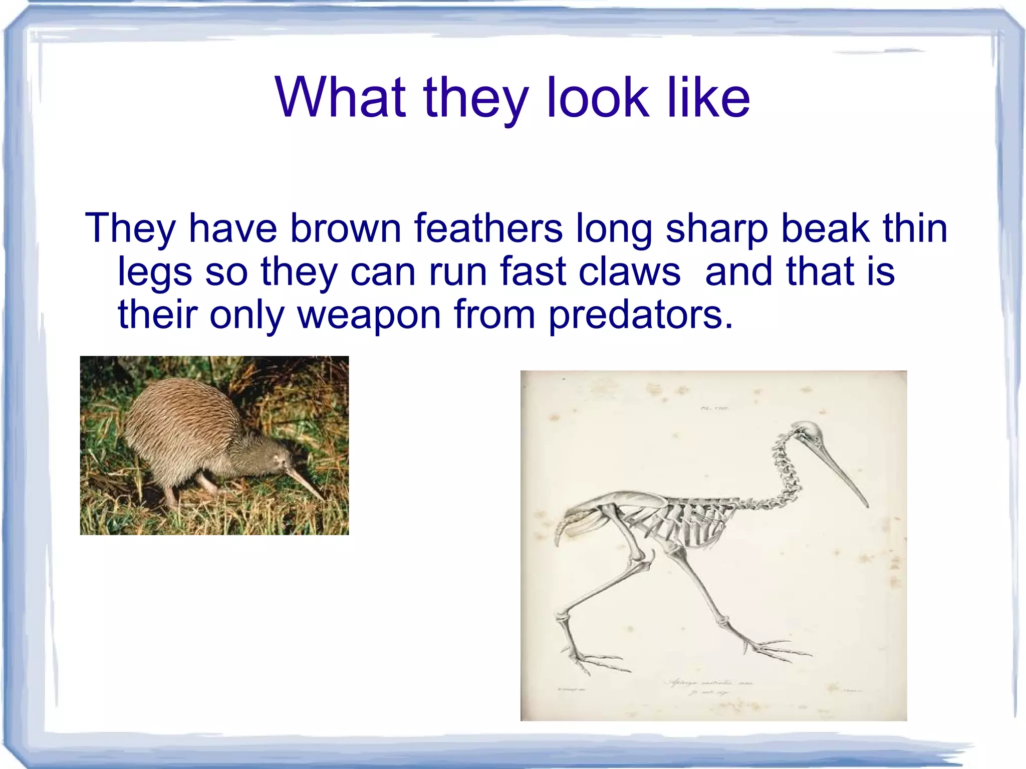 Kiwi, By Faadhil | PPT