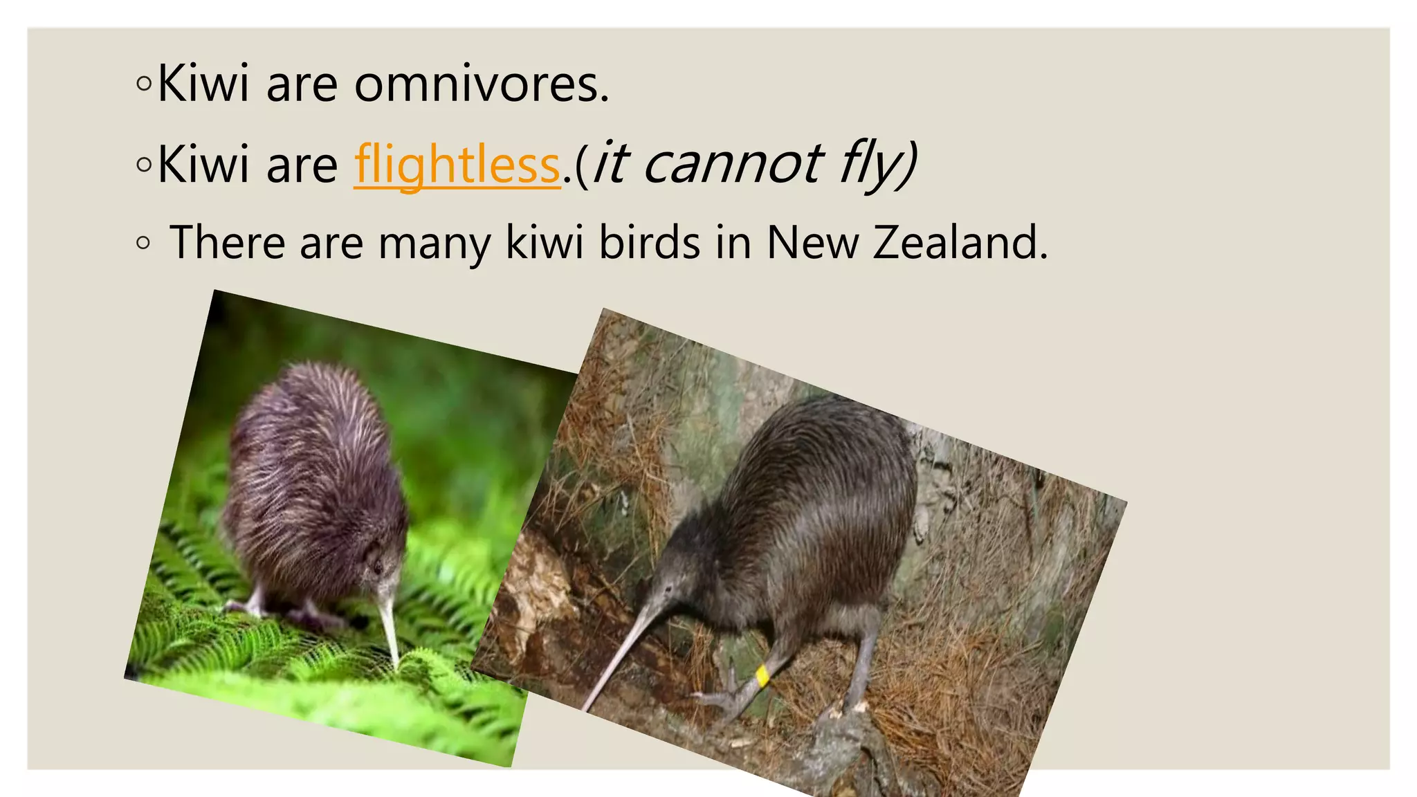 Kiwi life cycle by Kaveesha | PPT