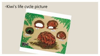 Kiwi life cycle by Kaveesha | PPTX