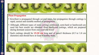 Kiwi production technology.pptx
