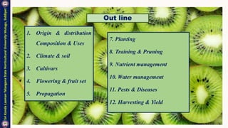 Kiwi production technology.pptx