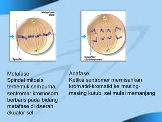Kelas 9 SMP IPA Materi PEMBELAHAN sel mitosis dan meiosis | PPT