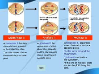 Kelas 9 SMP IPA Materi PEMBELAHAN sel mitosis dan meiosis | PPT