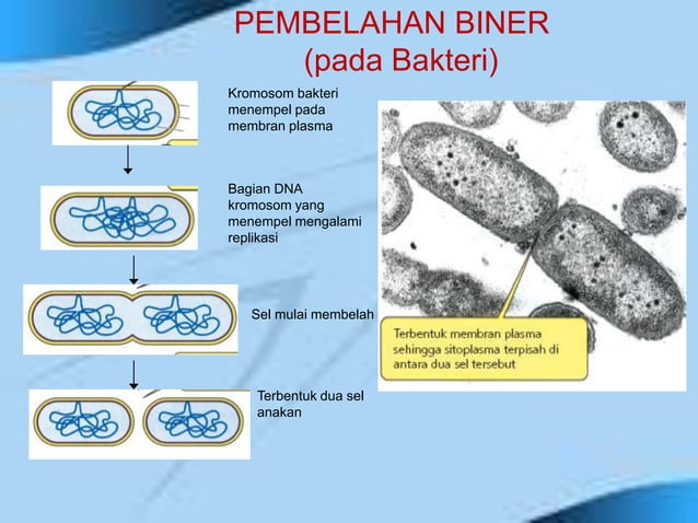 Kelas 9 SMP IPA Materi PEMBELAHAN sel mitosis dan meiosis | PPT