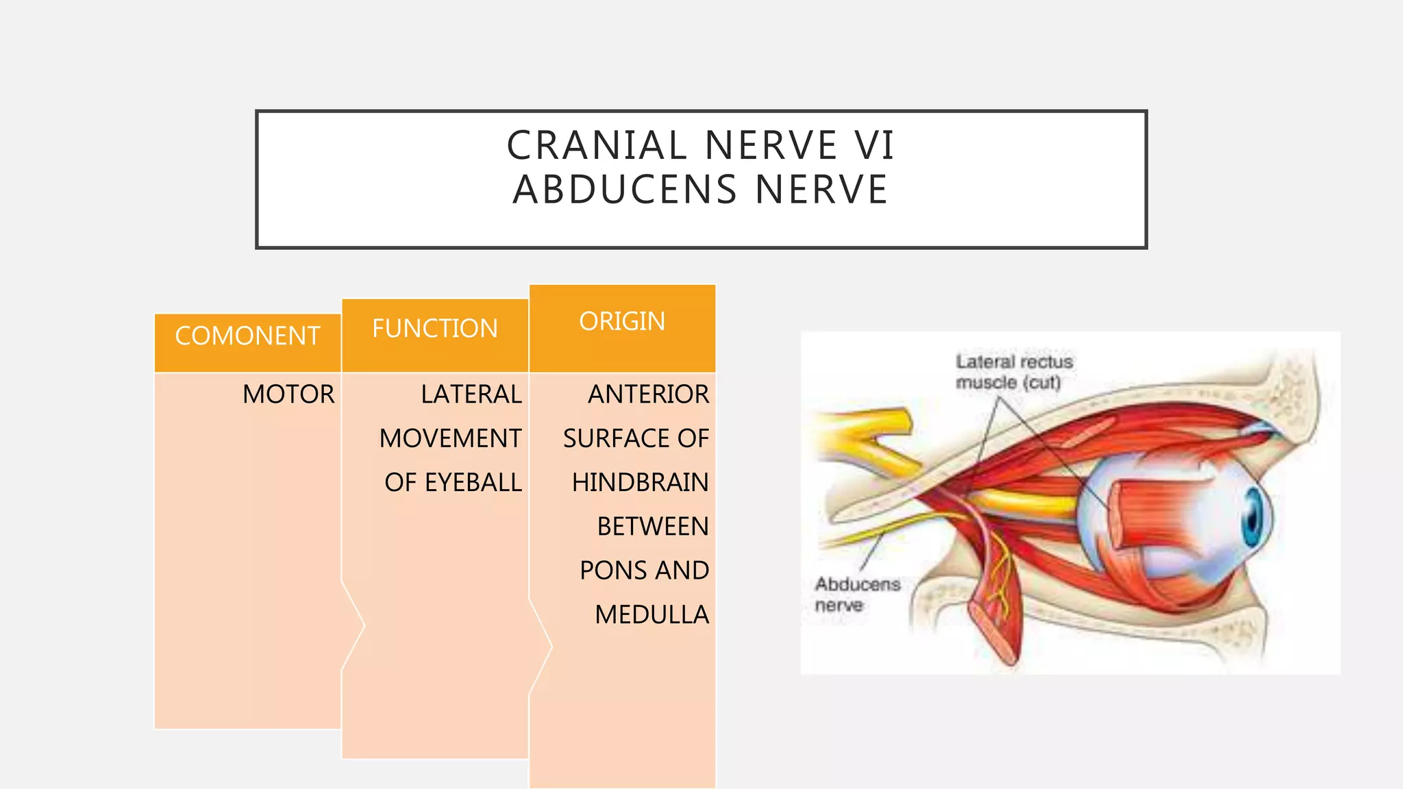 INTRODUCTION TO CRANIAL NERVES | PPTX