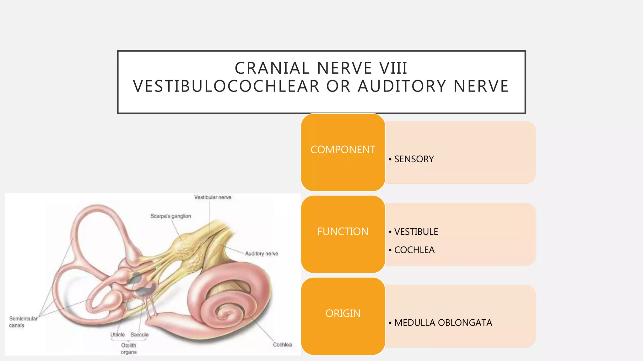 INTRODUCTION TO CRANIAL NERVES | PPTX