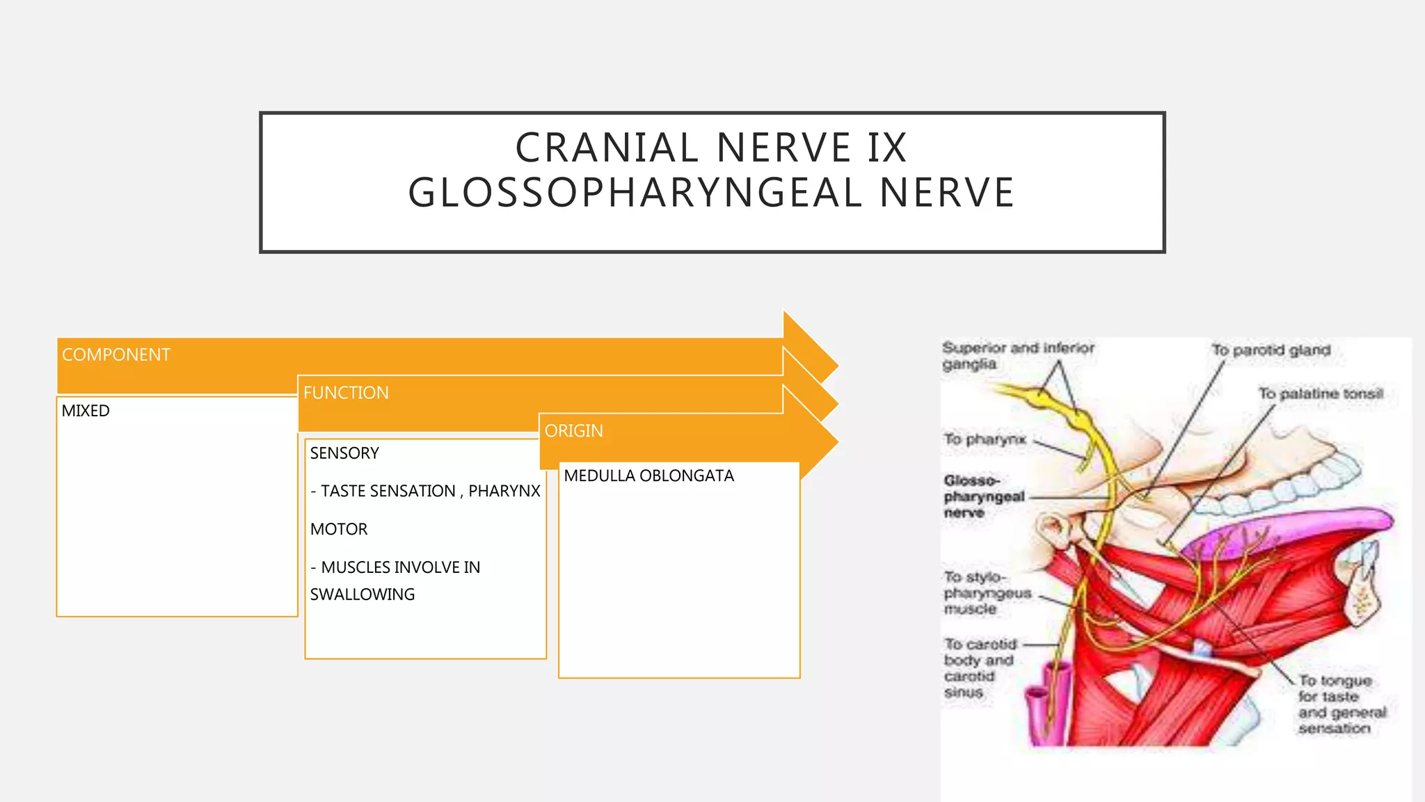 INTRODUCTION TO CRANIAL NERVES | PPTX