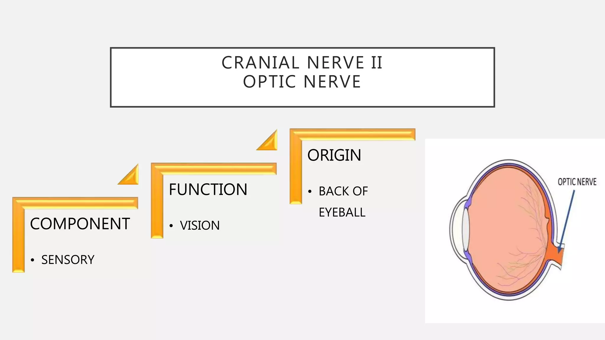 INTRODUCTION TO CRANIAL NERVES | PPTX