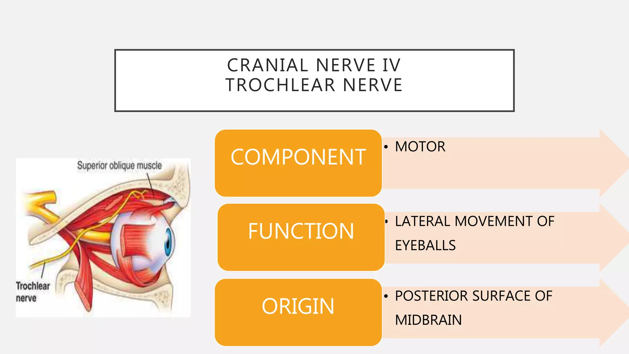 INTRODUCTION TO CRANIAL NERVES | PPTX