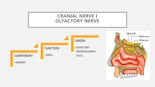 INTRODUCTION TO CRANIAL NERVES | PPTX