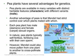 Mendelian_genetics.ppt123466777777777777 | PPT