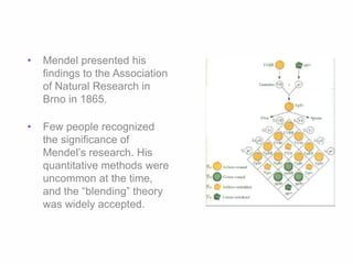 Mendelian_genetics.ppt123466777777777777 | PPT