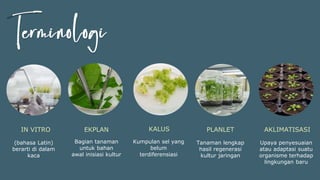 Materi Kuliah Kultur Jaringan Tumbuhan.pptx