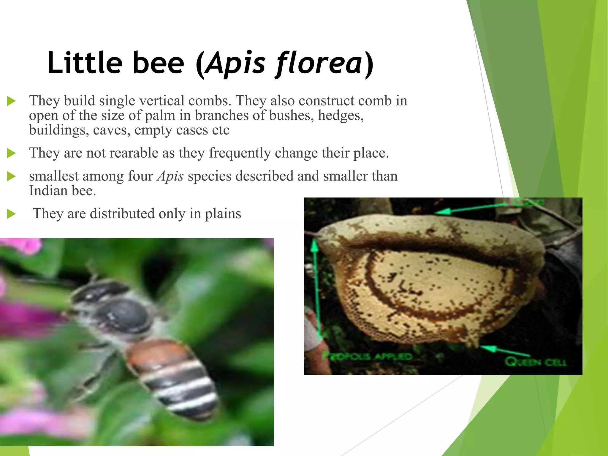Apiculture | PPT