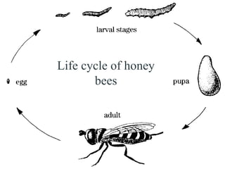 Apiculture | PPT