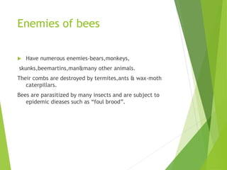 Apiculture | PPT