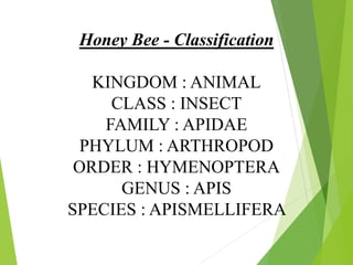 Apiculture | PPT