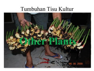 APLIKASI TEKNOLOGI TISU KULTUR UNTUK TANAMAN INDUSTRI | PDF