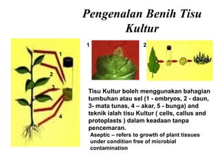 APLIKASI TEKNOLOGI TISU KULTUR UNTUK TANAMAN INDUSTRI | PPT