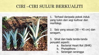 PEMBENTUKAN SULUR TANPA BUAH - SEMINAR PERKASA INDUSTRI BENIH NEGARA | PDF