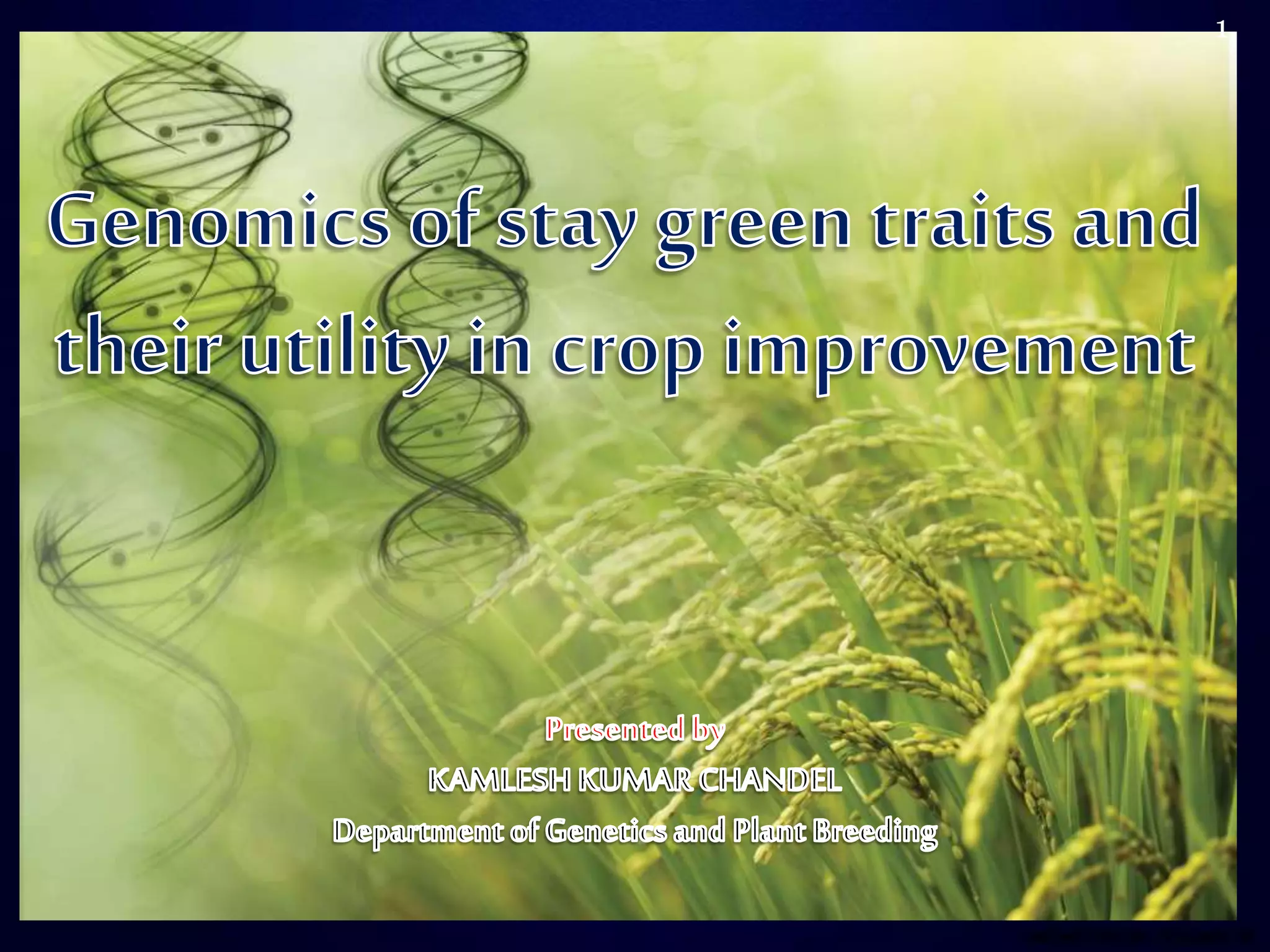 GENOMICS OF STAY GREEN TRAITS AND THEIR UTILITY IN CROP IMPROVEMENT | PPTX