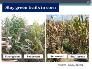 GENOMICS OF STAY GREEN TRAITS AND THEIR UTILITY IN CROP IMPROVEMENT | PPTX