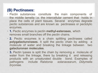 kkcplant-pathogeninteractionanddiseasedevelopment-150308040535 ...