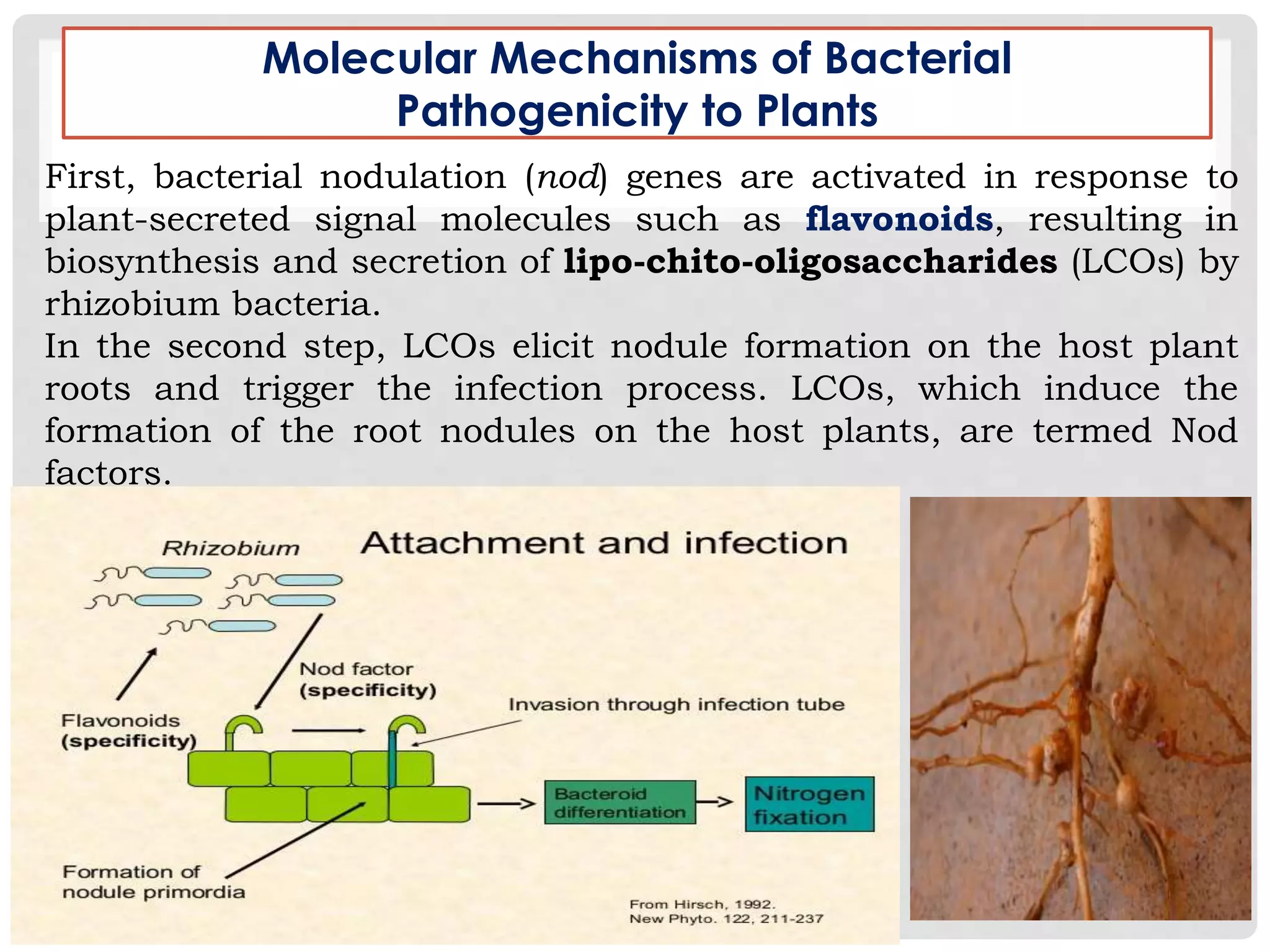 Plant - Pathogen Interaction and Disease Development | PPTX