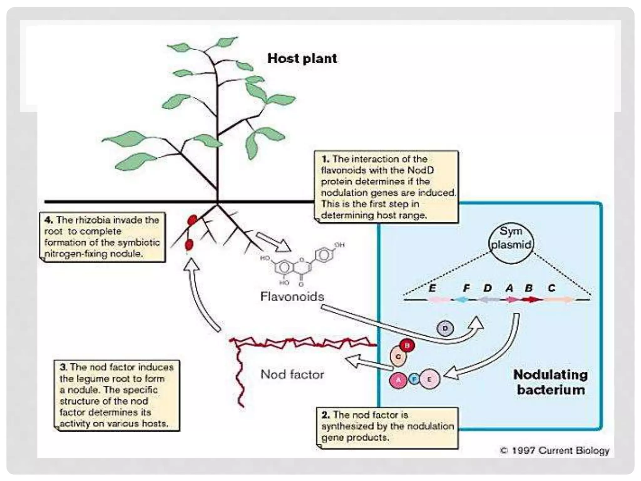 Plant - Pathogen Interaction and Disease Development | PPTX