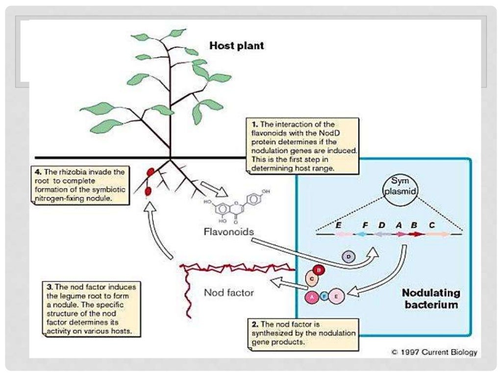 Plant - Pathogen Interaction and Disease Development