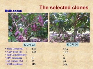 Kk day 2 am 5th speaker agung cocoa breedingprogressinindonesia | PDF