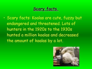 Symbiosis koala by daniel bang | PPT