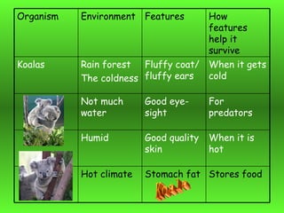 Symbiosis koala by daniel bang | PPT